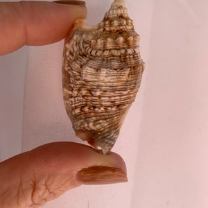 Diana Conch 2”-3" - Strombus Lentiginosus - Beach Wedding Decor ...