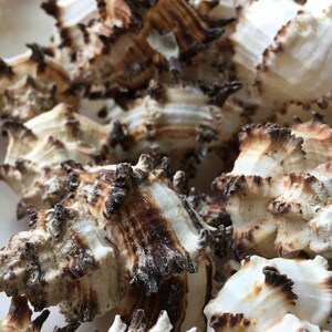 Murex Endiva Long Spine Shell - Seashell - Murex - Sea Shell Crafting ...