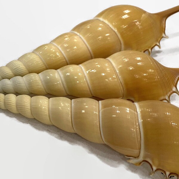 Shells for Sale - Etsy