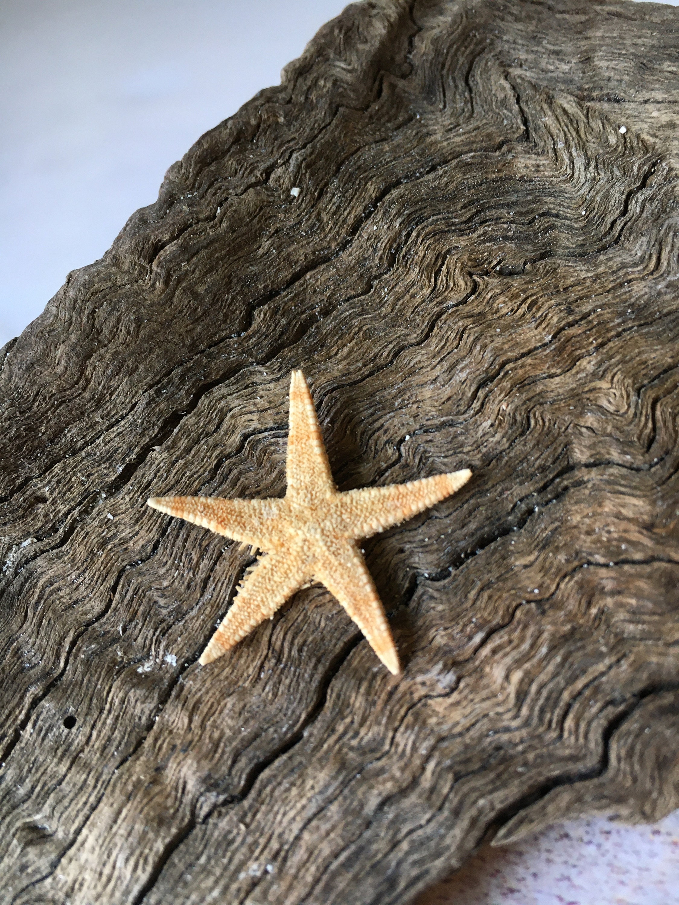 Tiny Tan Starfish-1-1.5" - Starfish - Craft Supplies - Beach Decor ...