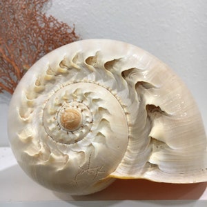 Huge Melon Shell (6" - 8”+) Beach House Decor, Coastal Cottage ...