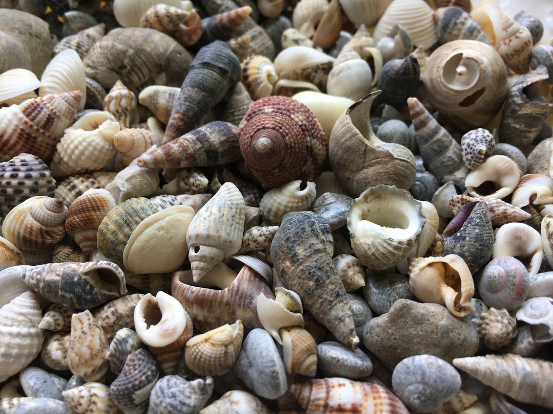Shell Mix-1/4"-1" Tiny/small Shell Mix-craft Seashells-small Seashells ...