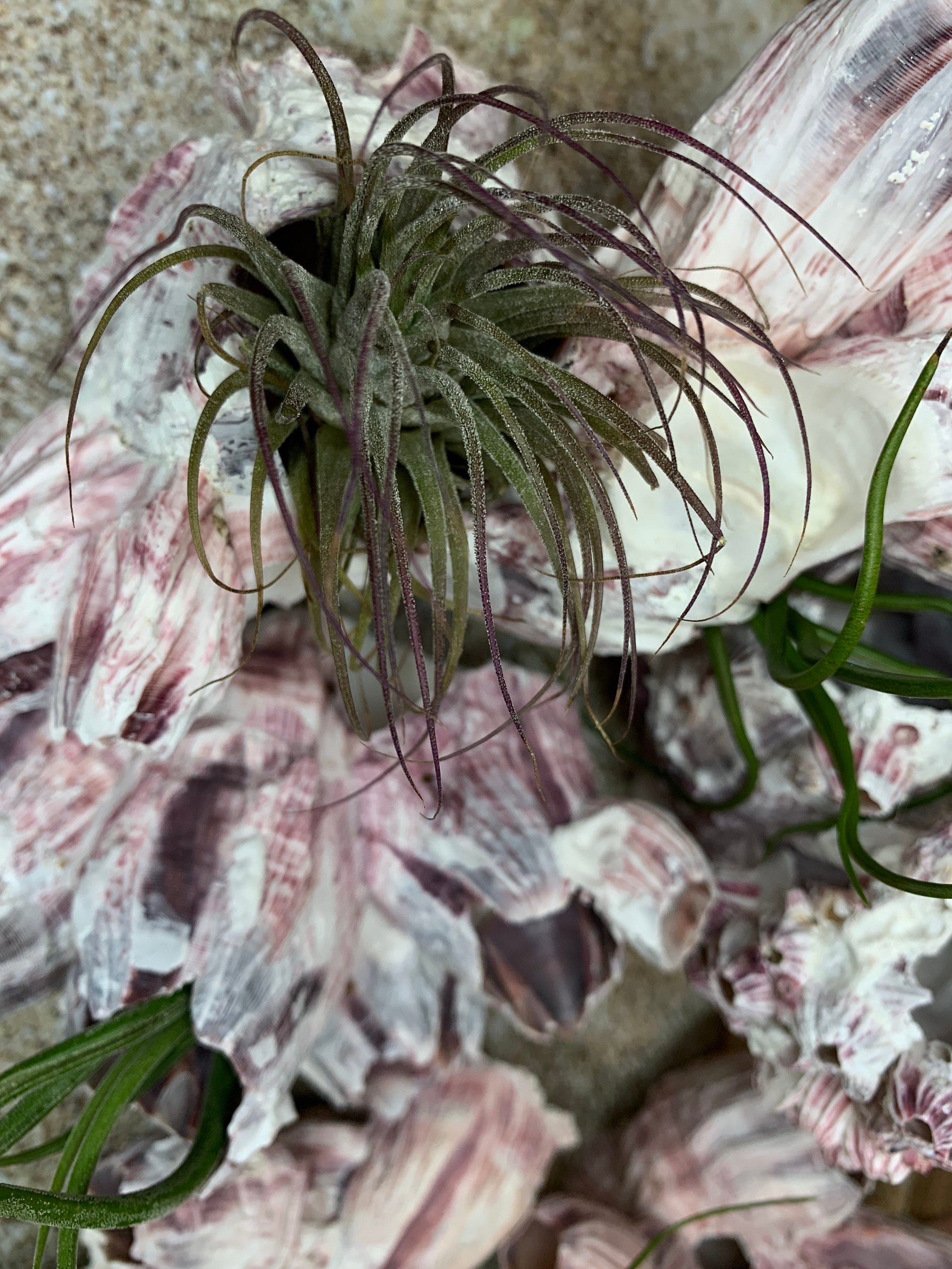 Purple Barnacle Cluster 3 5 Beach | Etsy