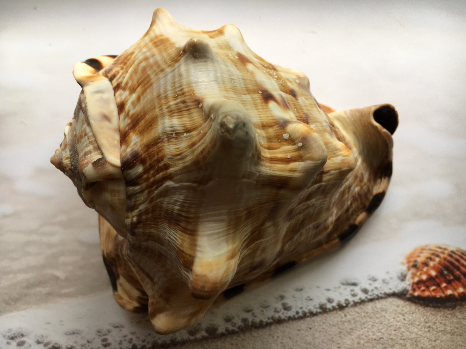 Gorgeous King Helmet Shell (4"-5.75”) Beach House Decor, Coastal ...
