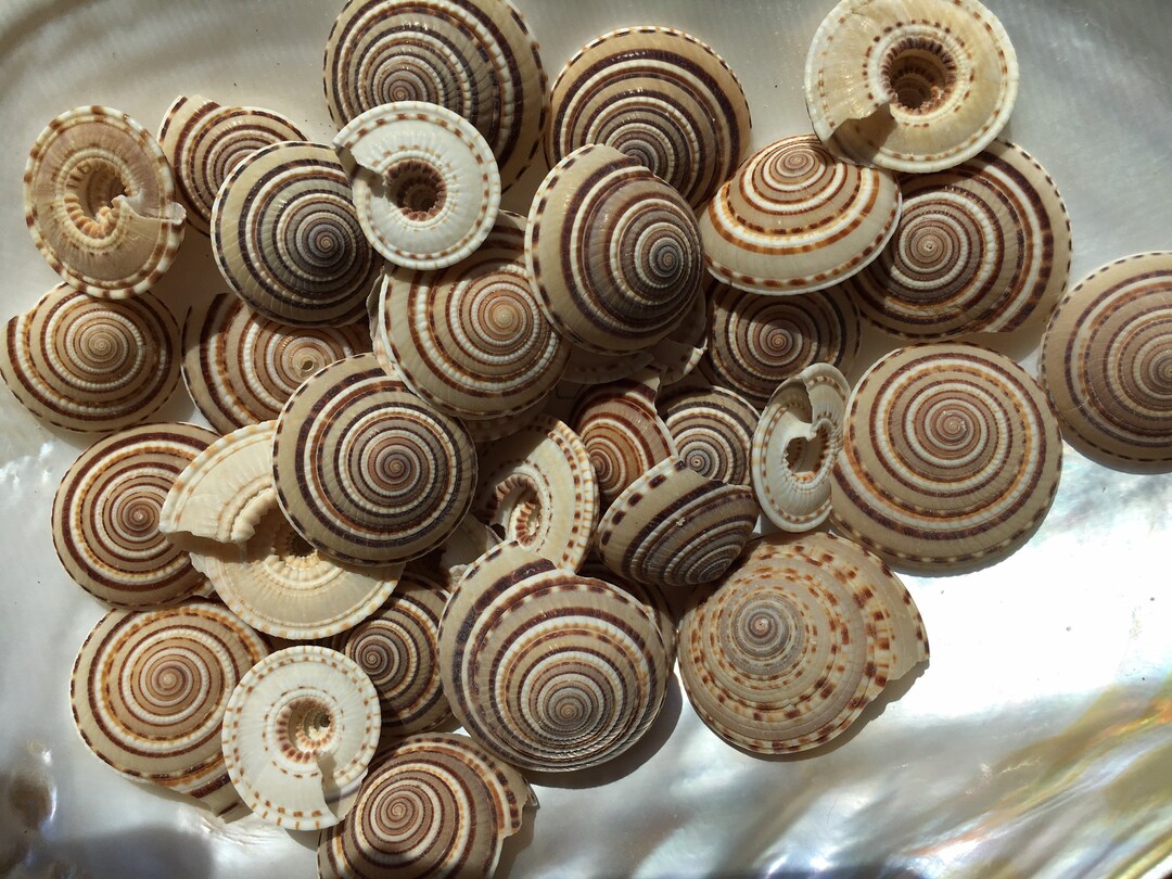 Sundial Seashells 3/4"-1.5" Sundial Seashell Craft Seashells-beach ...