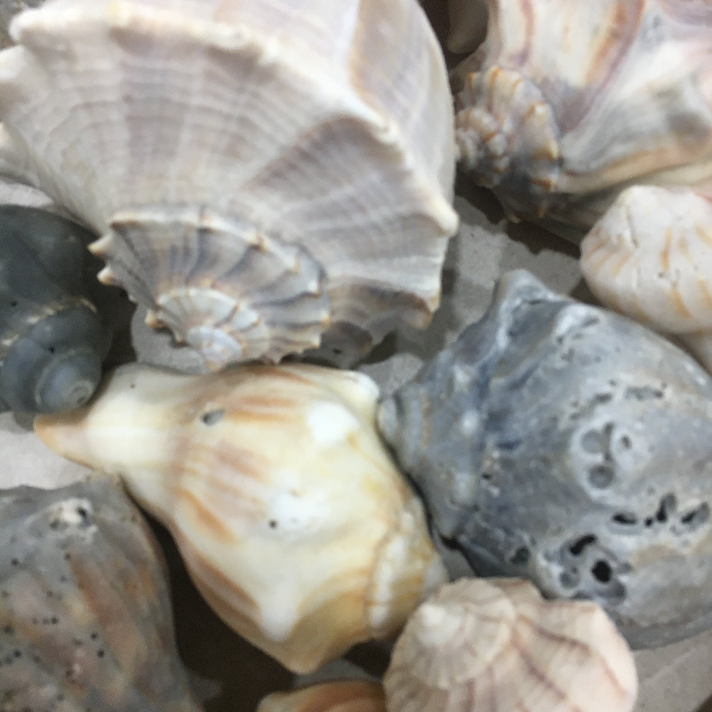 Lightning Whelk From Sanibel Island Florida Beach Whelk Home - Etsy