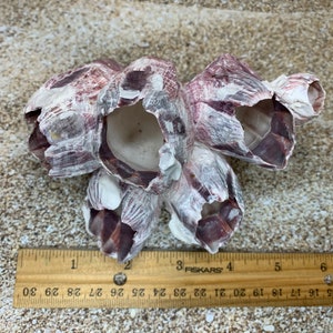Purple Barnacle Cluster 3"- 5" Beach Decor-barnacle-coral-air Plant ...