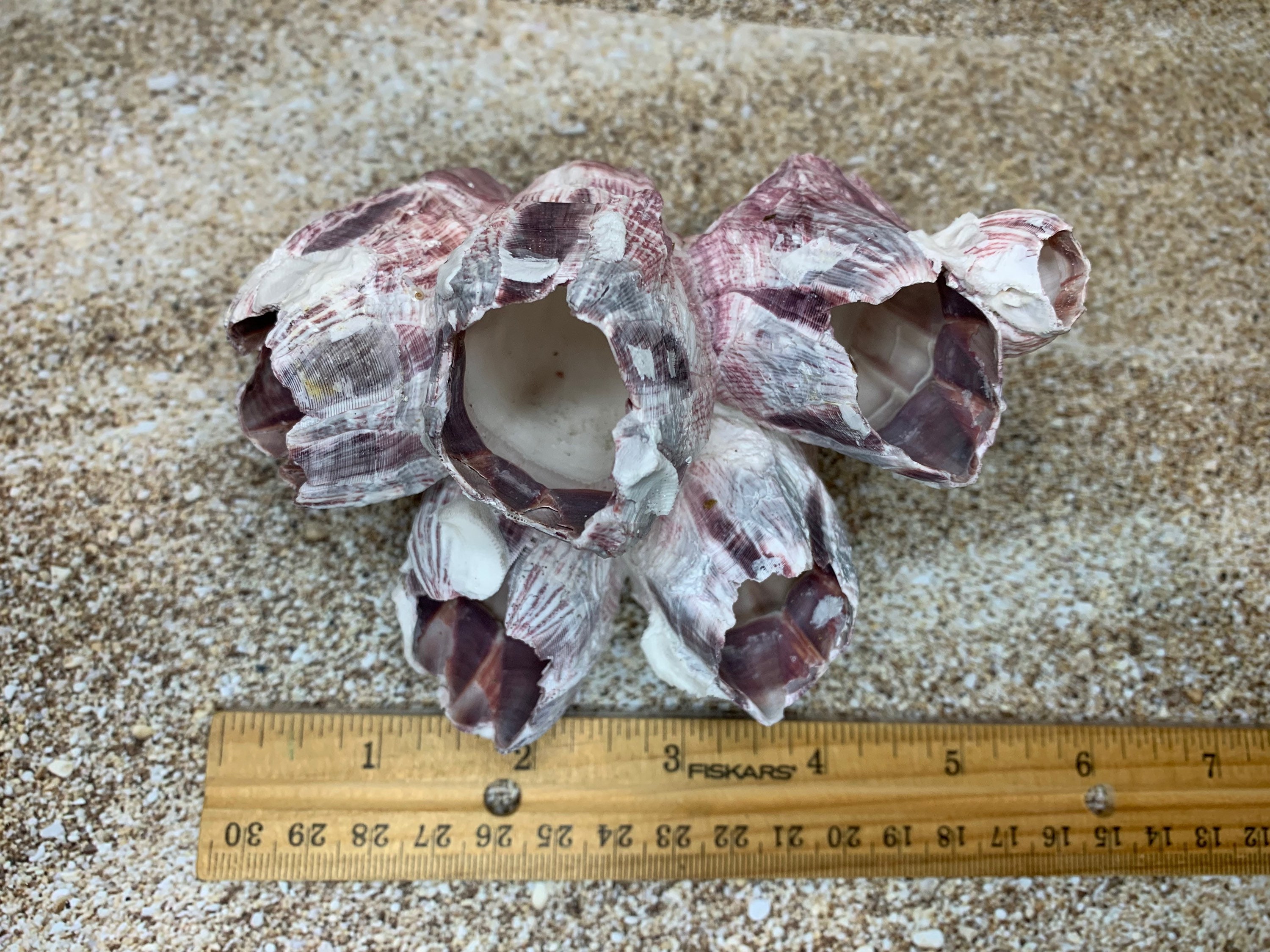 Purple Barnacle Cluster 3 5 Beach | Etsy