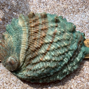 Pink Abalone Rainbow Shells-haliotis Corrugata 3"-4.50"-abalone ...
