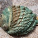 Pink Abalone Rainbow Shells-haliotis Corrugata 3"-4.50"-abalone ...