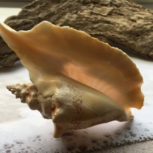 Rooster Tail Conch 4"-6" - Beach Wedding Decor - Seashells - Spiky ...