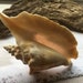 Rooster Tail Conch 4"-6" - Beach Wedding Decor - Seashells - Spiky ...