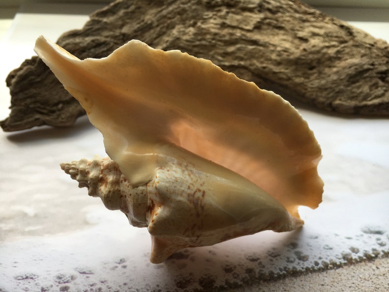 Rooster Tail Conch 46 Beach Wedding Decor - Etsy