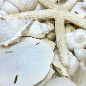 White Wedding Seashell Mix, Beach Wedding Decor, White Wedding Shells ...
