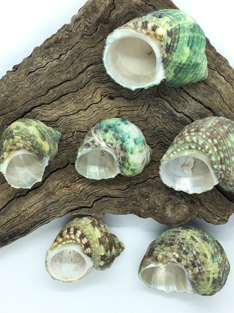 Turbo Stenogyrus Shells-green Turbo Shells-shells for - Etsy