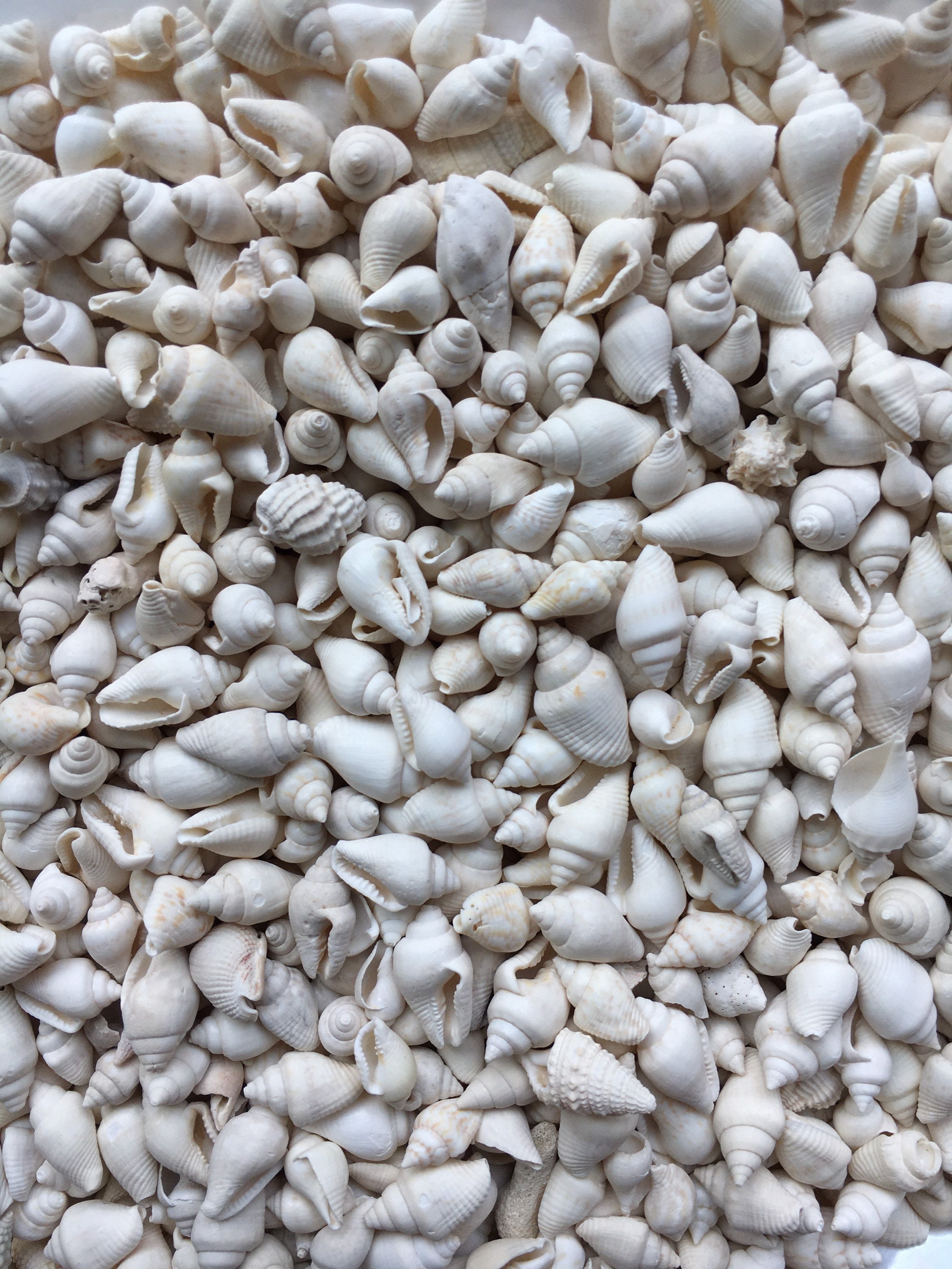 Nassa Shells 1/4cm 1cm White Nassa Shells Small Shell | Etsy