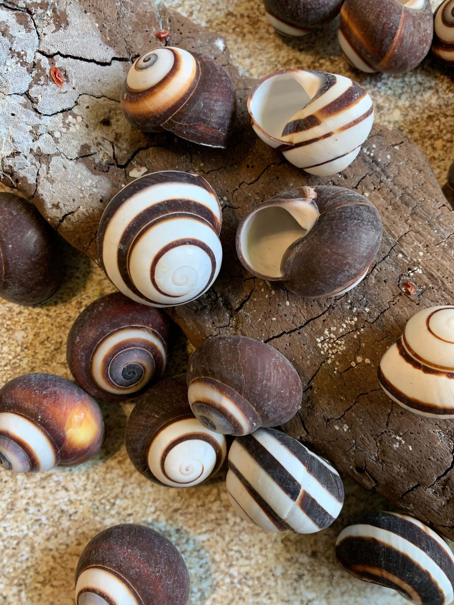 Chocolate Swirl Land Snails Brown and White Lands Snail - Etsy