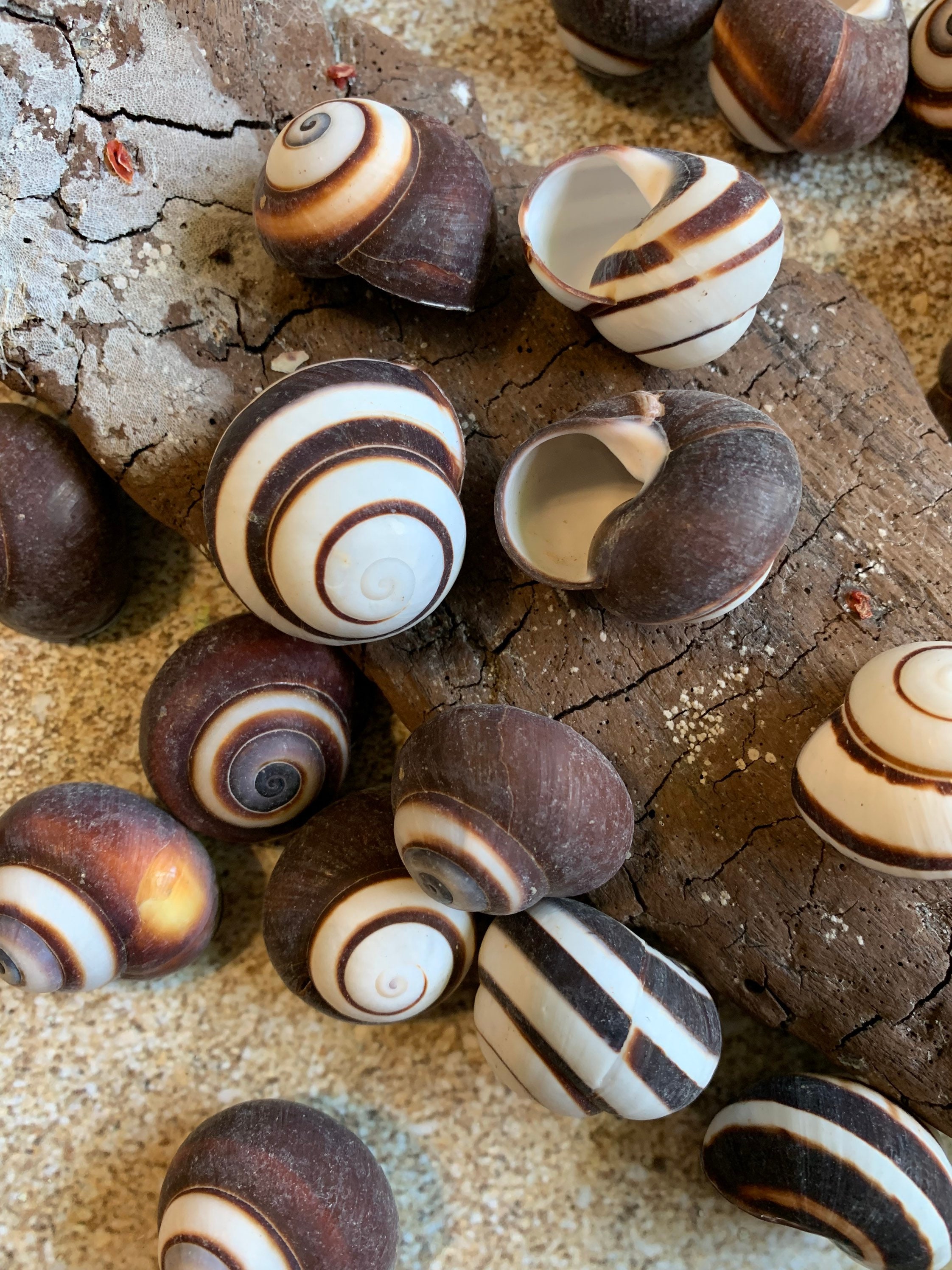 Chocolate Swirl Land Snails Brown and White Lands Snail - Etsy
