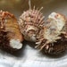 Spiny Oyster Pair Assorted Types 3" to 4" Sea Shell - Spondylus Oyster ...