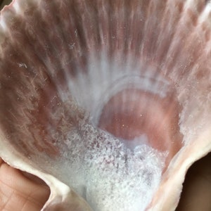 XL Colored Pectin Shells 2"-3.5" - Colorful Pectins - Natural Seashell ...