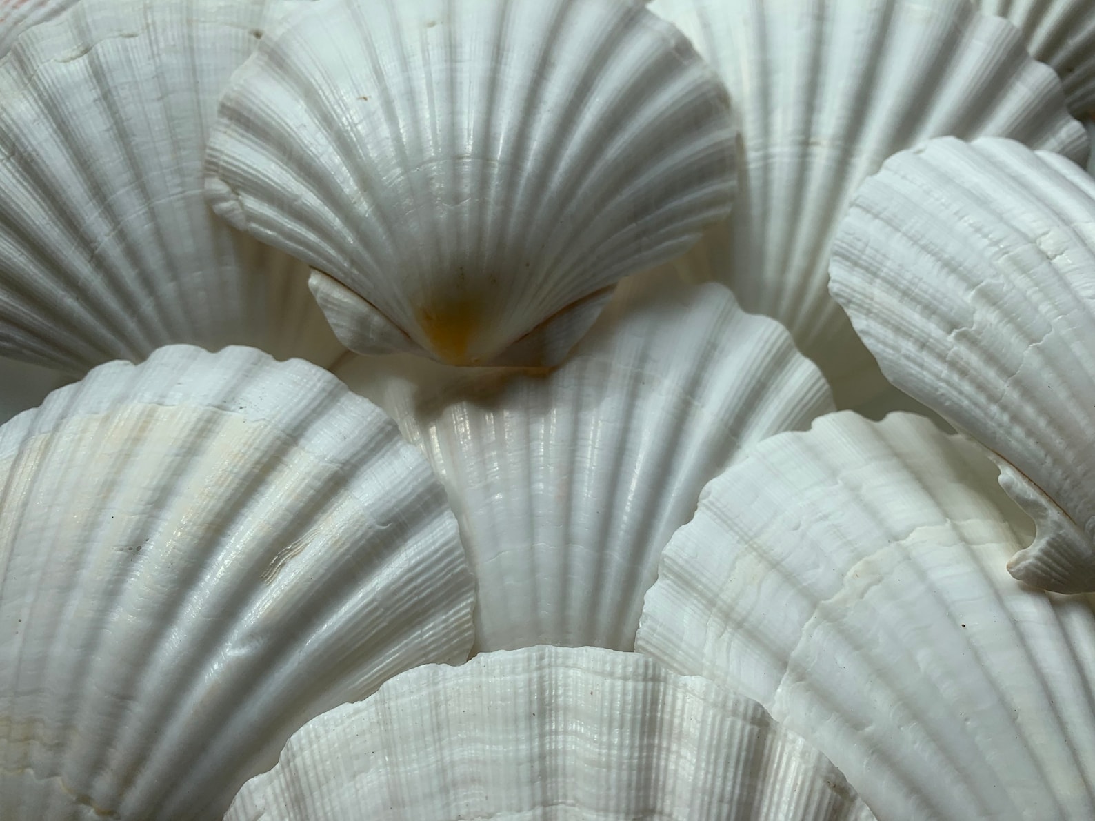 4"-5" Irish Deep Baking Scallop Shell - Seashell Supplies - Scallop ...