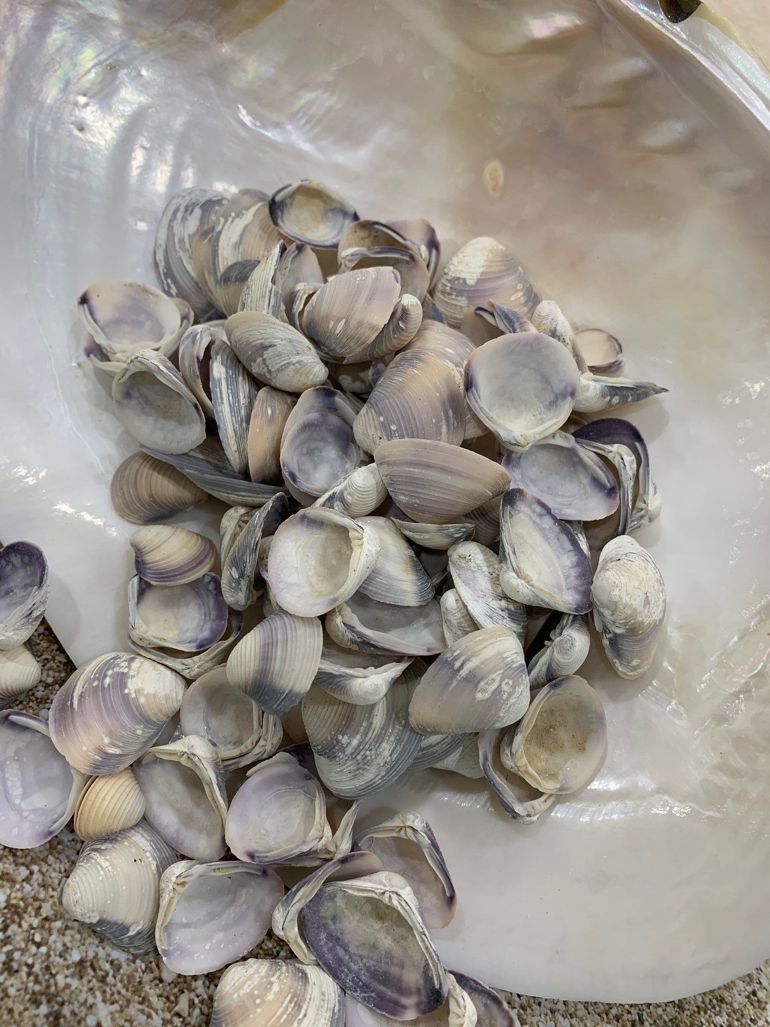 Purple Baby Clam Shells Purple Clam Shells Purple Seashells - Etsy