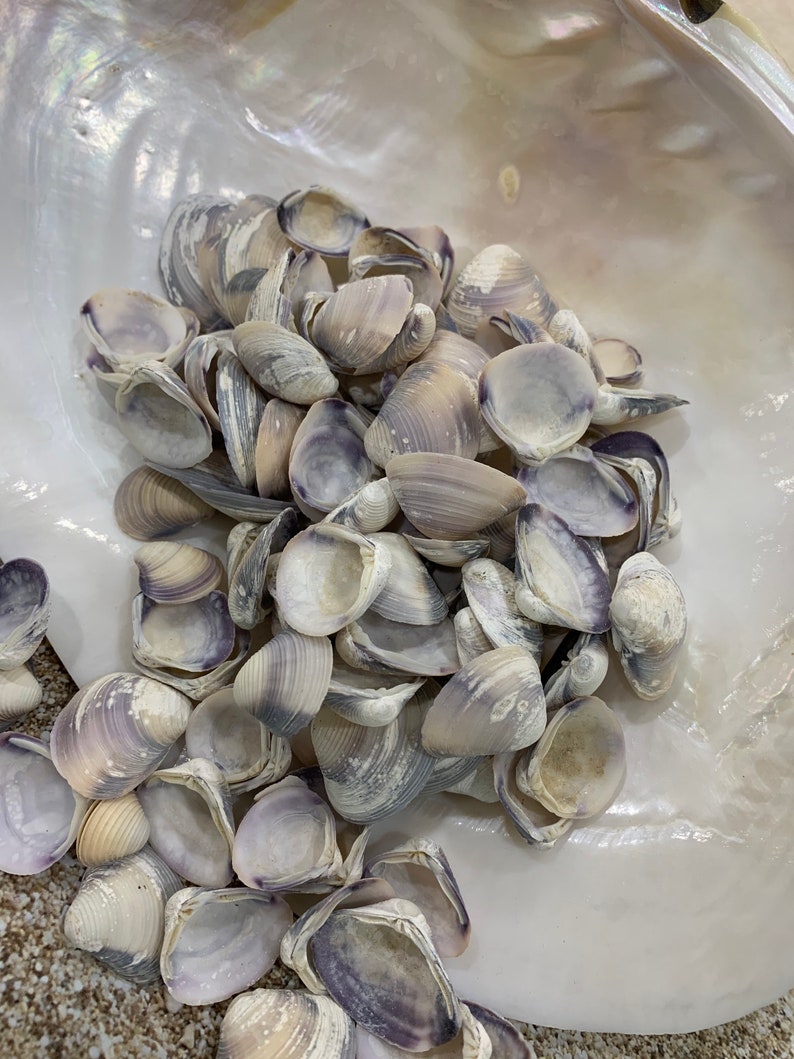Purple Baby Clam Shells Purple Clam Shells Purple Seashells - Etsy