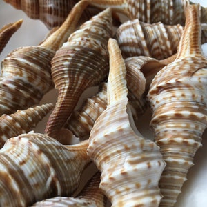 Turris Shell / Indian Turrid 2.5" - 3.5" - Shells for Crafting ...