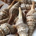 Turris Shell / Indian Turrid 2.5 3.5 Shells - Etsy