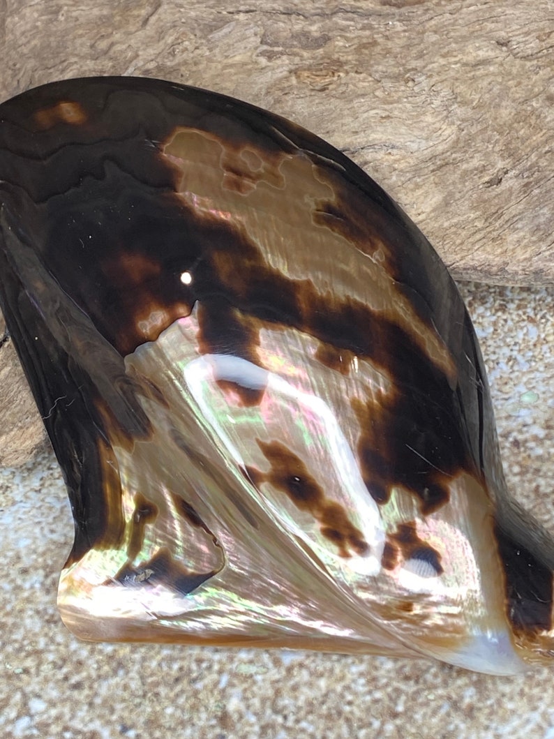 46 Brown Lip Oyster Shell Polished Sea Shell - Etsy