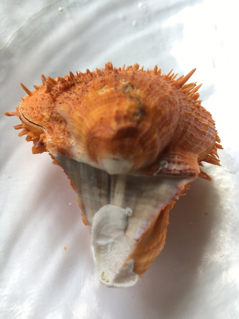 Spiny Oyster Orange Pair Seashell 23 Sea Shell - Etsy