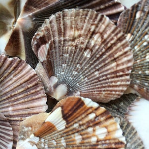 Baby Flat Scallop Shell-bulk Seashell Supplies Scallop Shells for ...