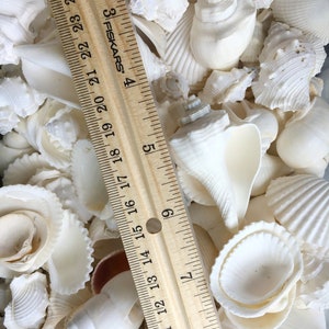 White Wedding Seashell Mix, Beach Wedding Decor, White Wedding Shells ...