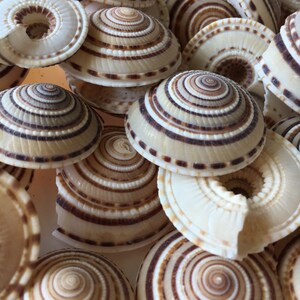 Sundial Seashells 3/4"-1.5" Sundial Seashell Craft Seashells-beach ...