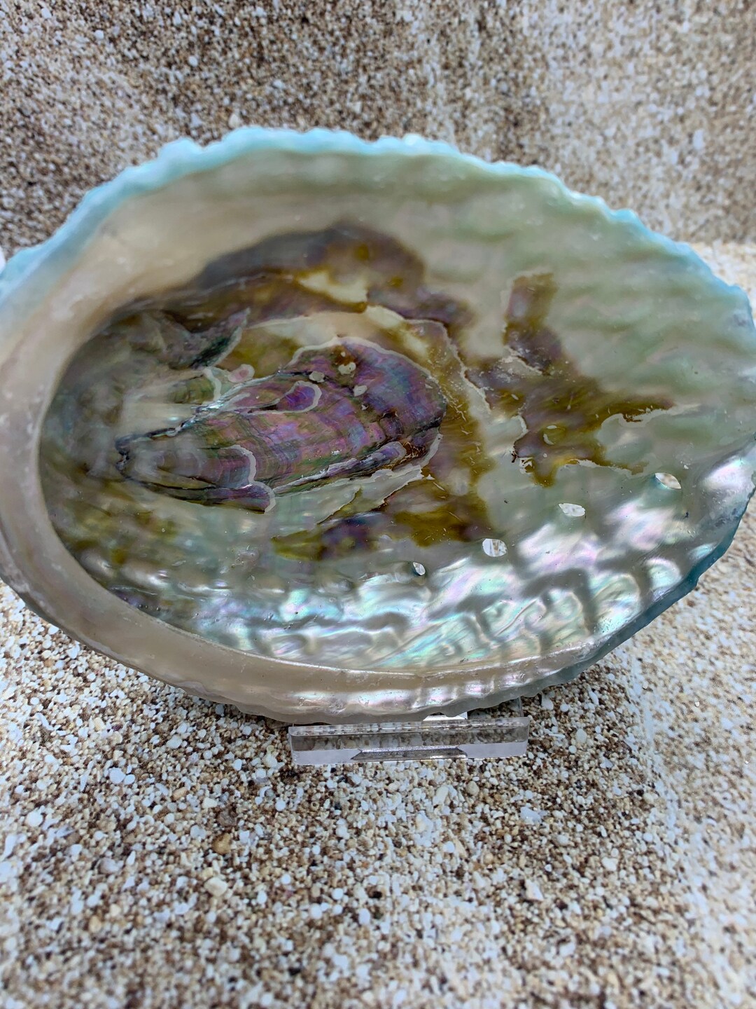 Plastic Easel Stands for Sea Shells Stand for Sand Dollars, Starfish ...