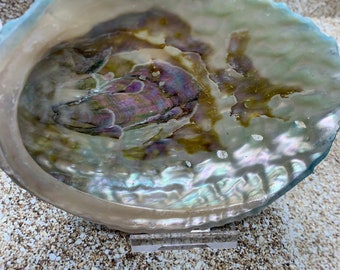 Stands for Shells - Etsy