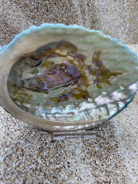 Plastic Easel Stands for Sea Shells Stand for Sand - Etsy