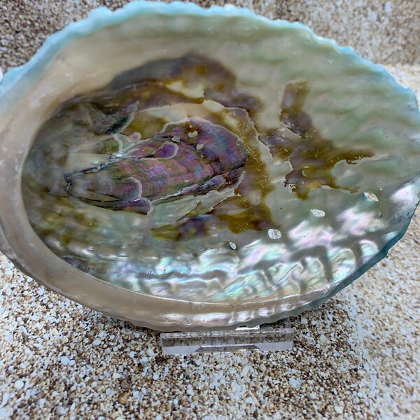 Sea Shell Display - Etsy