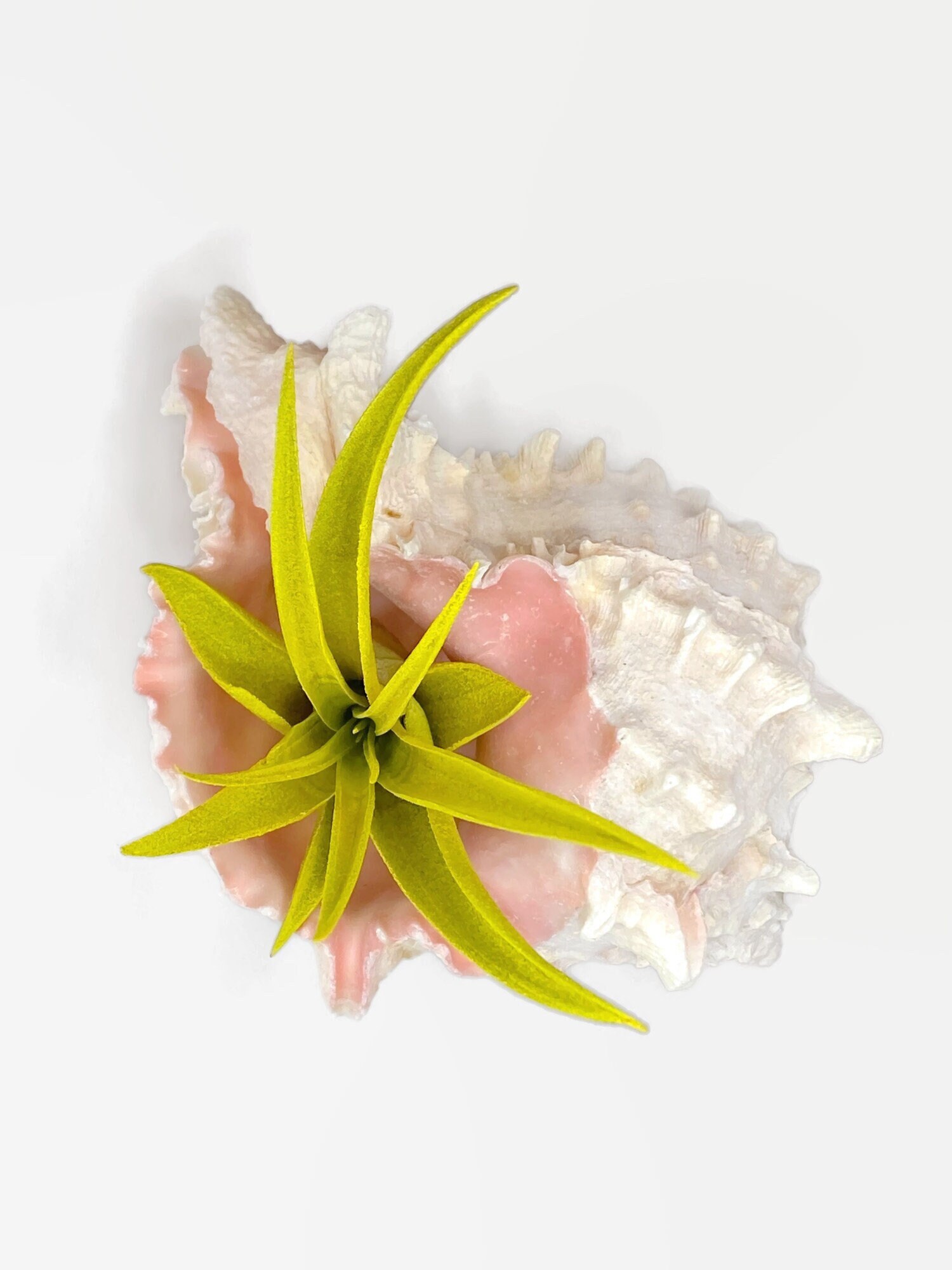 Pink Murex Air Plant Colored Seashell-beach Wedding Decor | Etsy