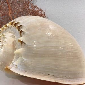 Huge Melon Shell (6" - 8”+) Beach House Decor, Coastal Cottage ...