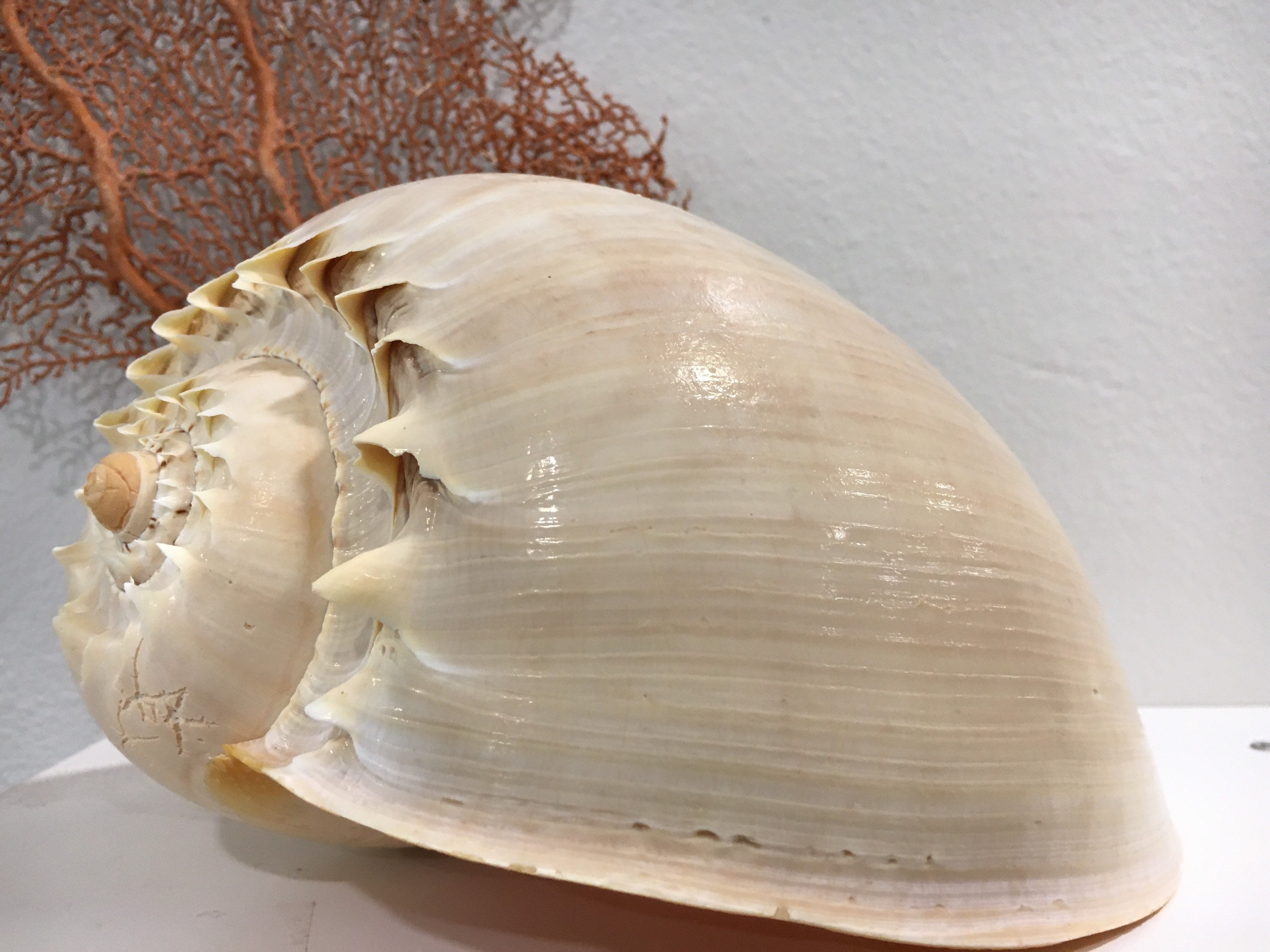 Huge Melon Shell (6" - 8”+) Beach House Decor, Coastal Cottage ...