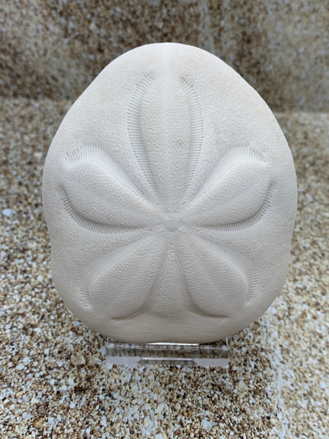 Plastic Easel - Stands for Sea Shells - Stand for Sand Dollars ...