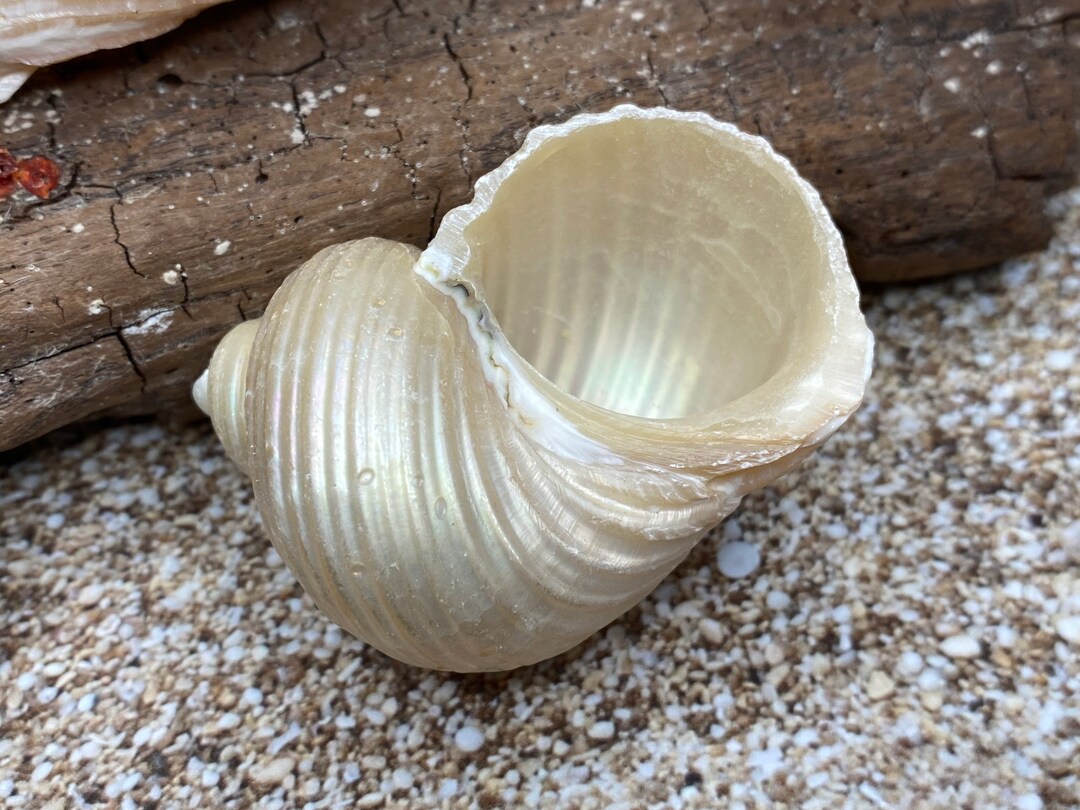 Pearl Turbo Setosus Shell 1 3/4 - 2 1/4" Opening 1" (pentholatus ...