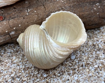 Spotted Turbo Shell 1 3/8 2 3/8 Seashell Supply Seashells Shells ...