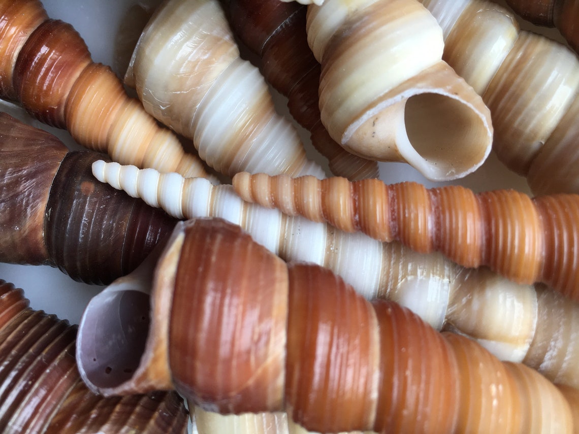 Brown Turritella Shells Sea Shell Crafts Beach Cottage Decor | Etsy