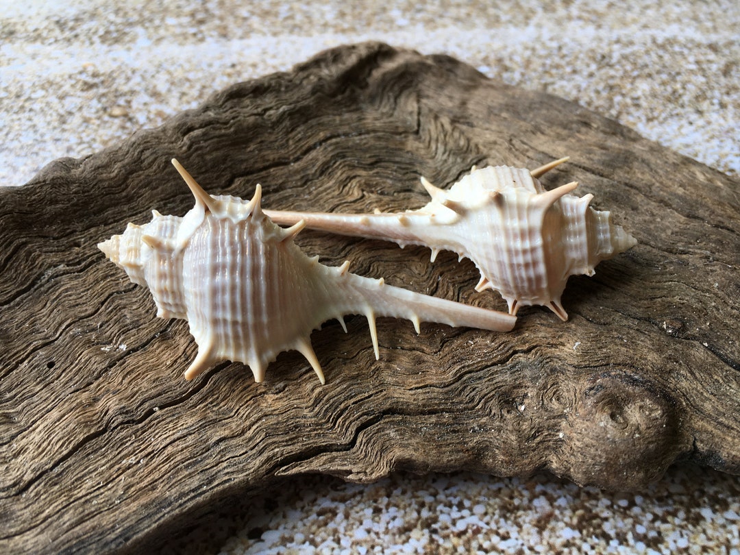 Murex Turnispina 2"-3" - Seashell - Murex-sea Shells for Crafting ...