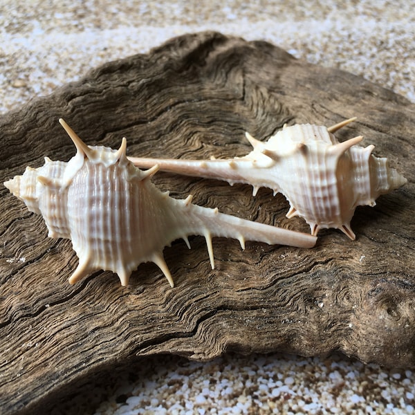 Murex Shell - Etsy