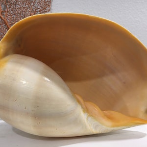 Huge Melon Shell (6" - 8”+) Beach House Decor, Coastal Cottage ...
