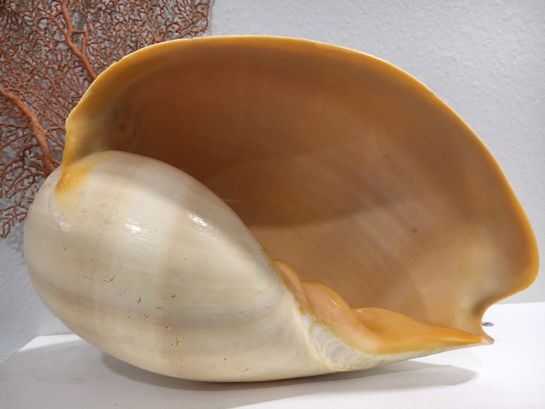 Huge Melon Shell (6" - 8”+) Beach House Decor, Coastal Cottage ...
