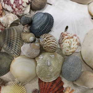 Sea Glass & Seashells Mix Great for Crafting, Art, Home Decor, Great ...